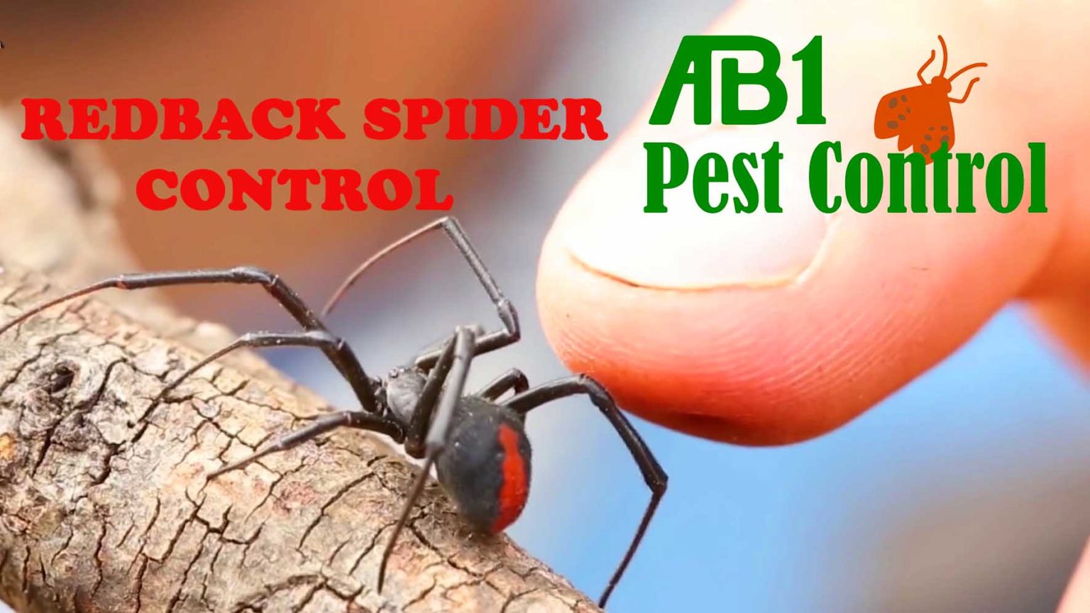 AB1 Termite & Pest Control | Termite Inspections